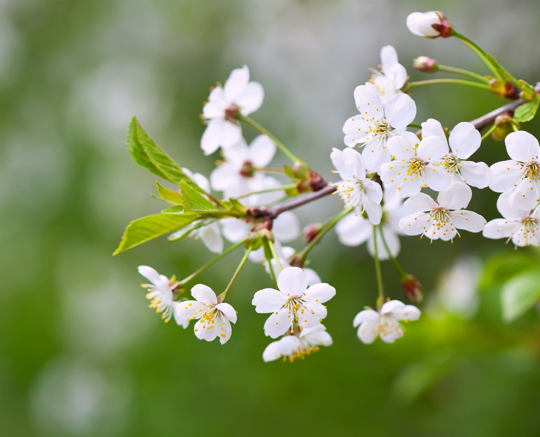 Caring for Utica Parks and Green Spaces | GreenUtica